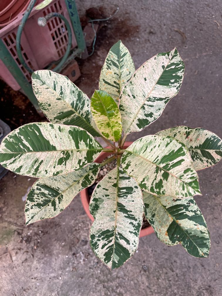frangipani variegated, Furniture & Home Living, Gardening, Plants ...