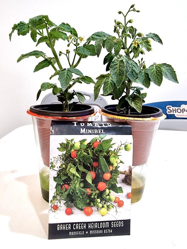 Minibel Dwarf Tomato, Furniture & Home Living, Gardening, Plants ...