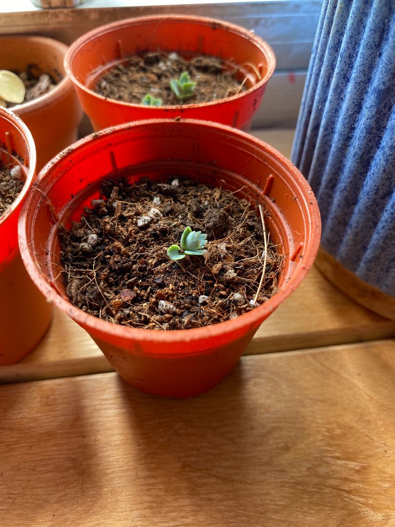Mother of thousands, alligator plant, Furniture & Home Living ...