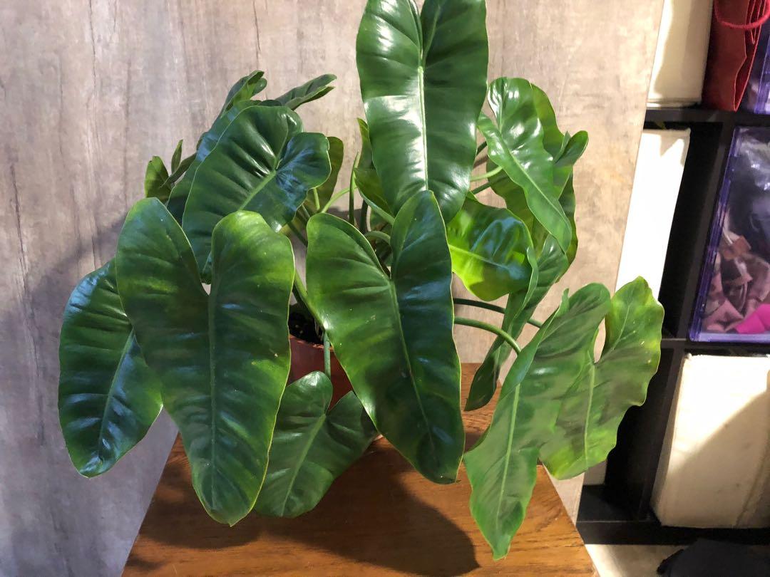 Philodendron burle max, Furniture & Home Living, Gardening, Plants ...