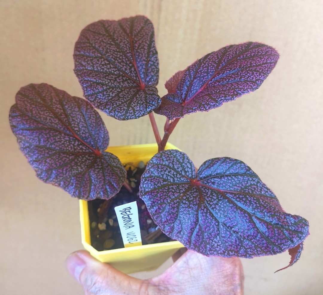 Begonia U062, Furniture & Home Living, Gardening, Plants & Seeds on ...