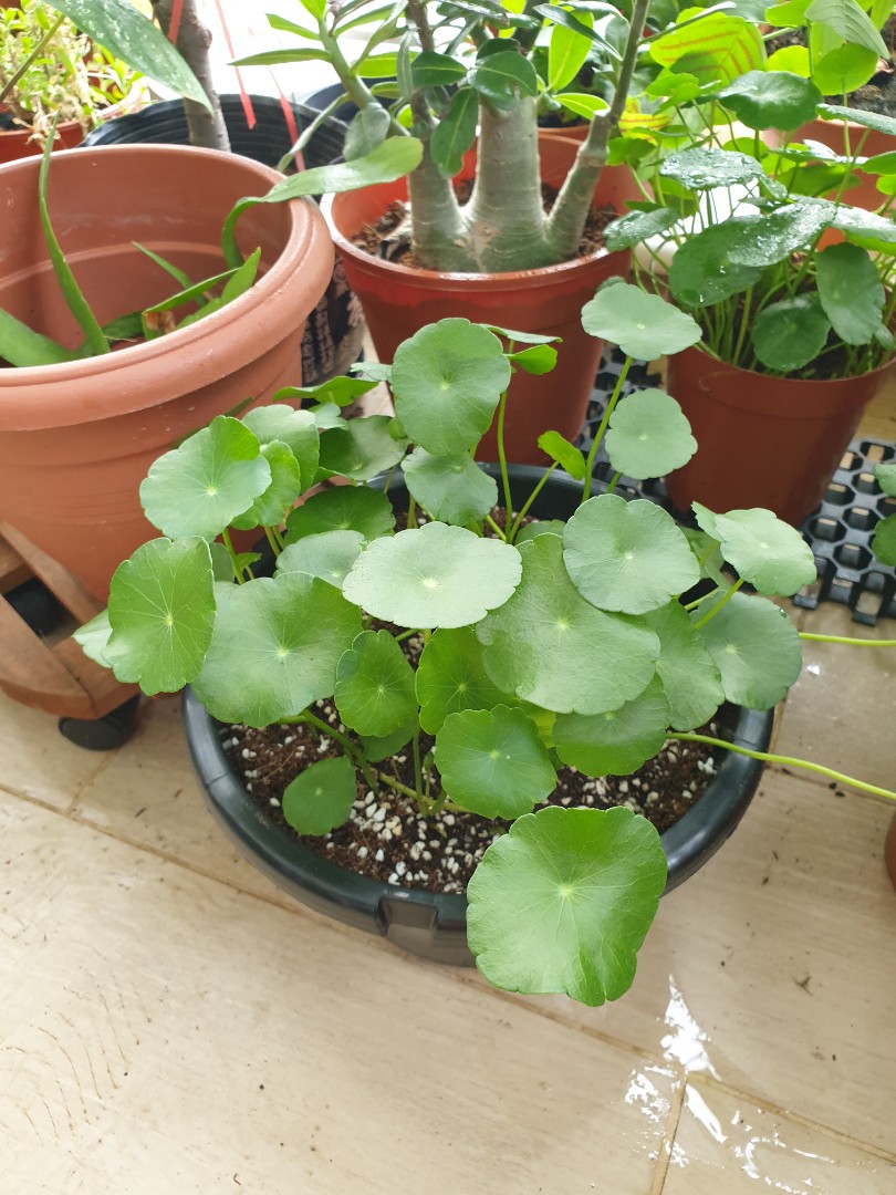Coin plant, Furniture & Home Living, Gardening, Plants & Seeds on Carousell
