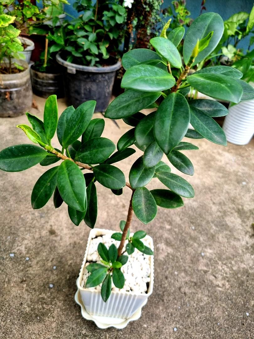 Dwarf Money Tree Ficus Lucky plant, Furniture & Home Living, Gardening ...