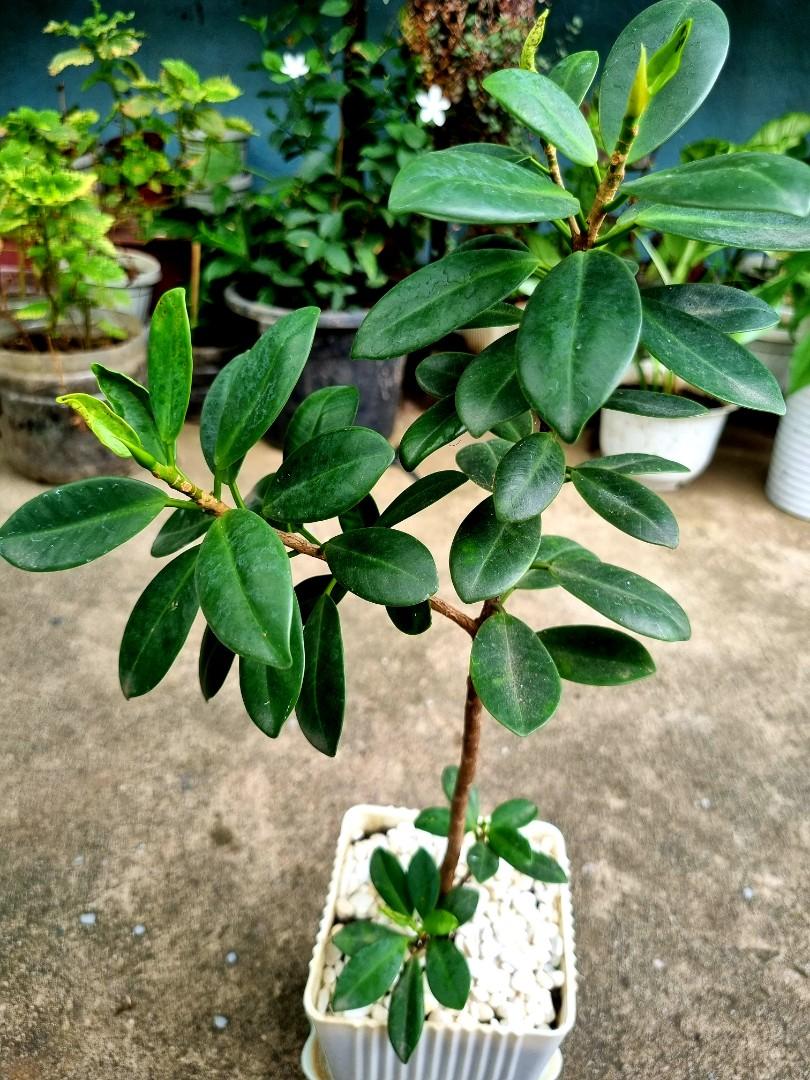 Dwarf Money Tree Ficus Lucky plant, Furniture & Home Living, Gardening ...