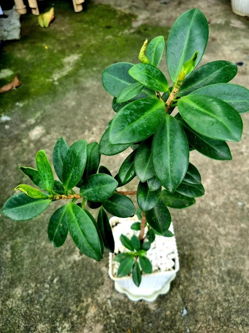 Dwarf Money Tree Ficus Lucky plant, Furniture & Home Living, Gardening ...
