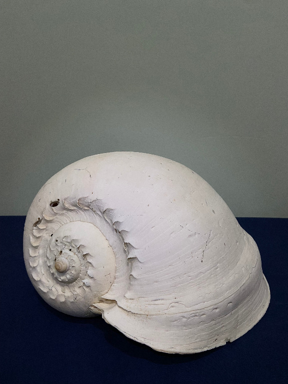 Giant Philippine Crowned Baler Melon Shell (Souvenir/Ornament ...