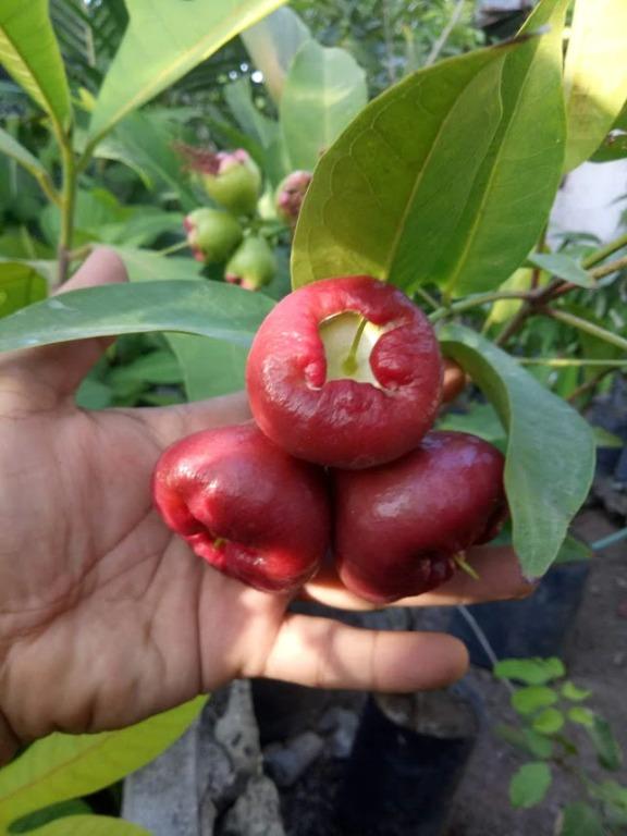 Macopa (Maroon, Grafted Seedling), Furniture & Home Living, Gardening ...