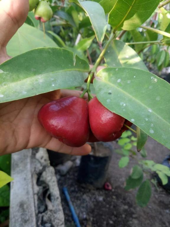 Macopa (Maroon, Grafted Seedling), Furniture & Home Living, Gardening ...