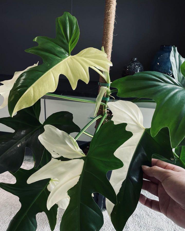Philodendron Golden Dragon Albo Variegated, Furniture & Home Living ...
