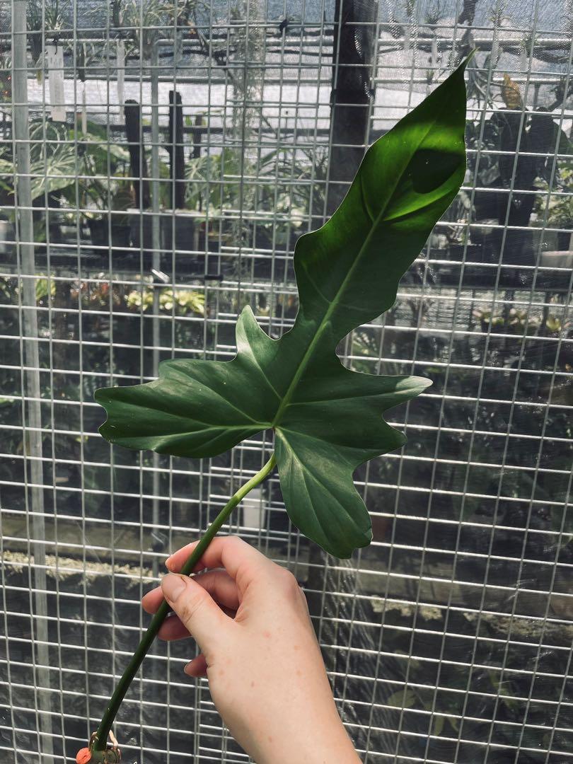 Philodendron Golden Dragon Albo Variegated, Furniture & Home Living ...