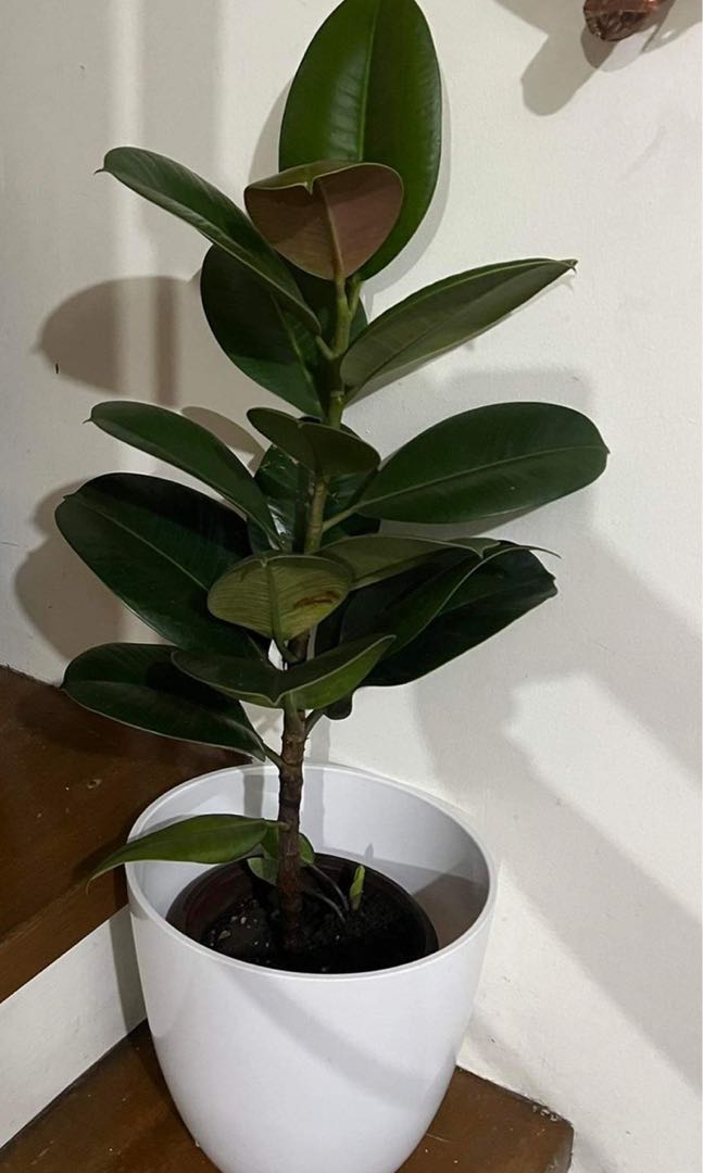 Rubber Plant Black Prince potted Ficus Elastica Rubber tree plant Lucky ...