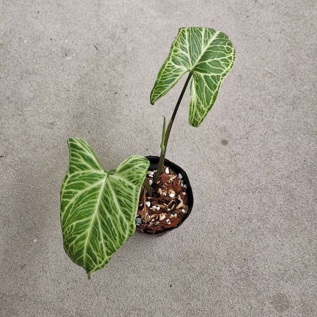 Syngonium Batik, Furniture & Home Living, Gardening, Plants & Seeds on ...