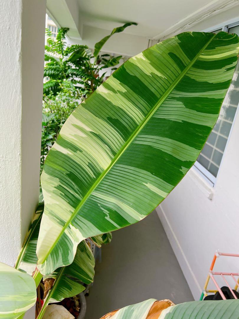 Florida Variegated banana (Musa Ae Ae, Furniture & Home Living ...