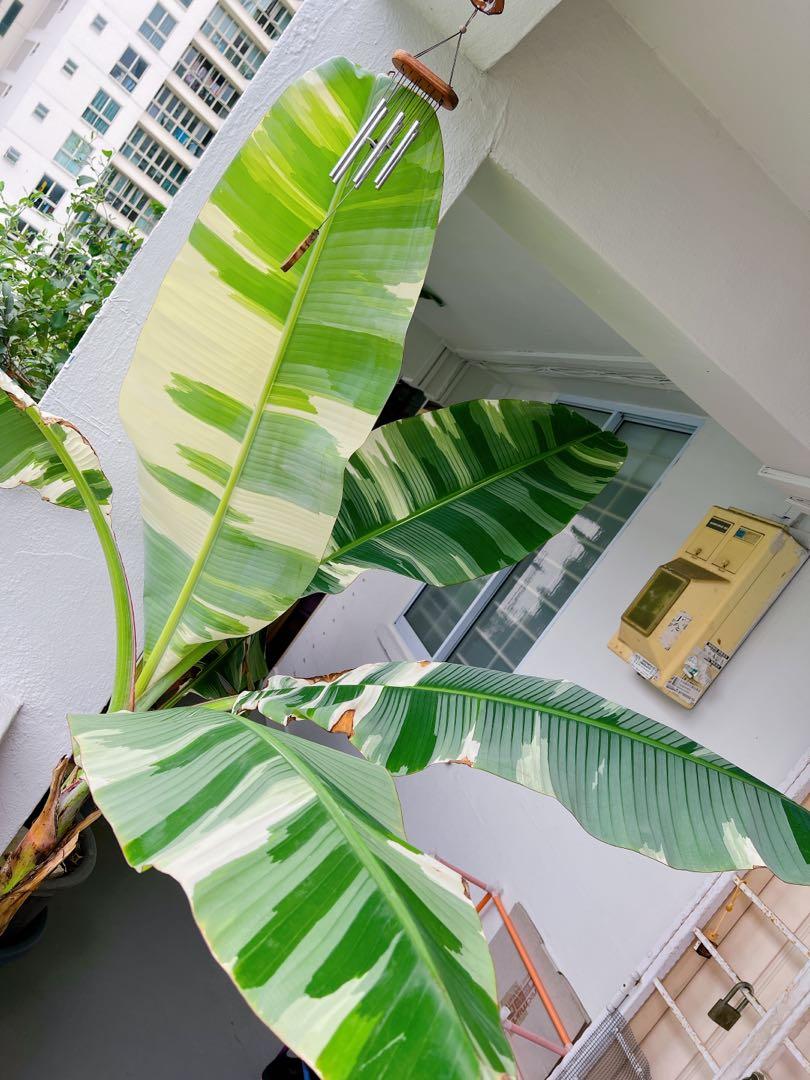 Florida Variegated banana (Musa Ae Ae, Furniture & Home Living ...