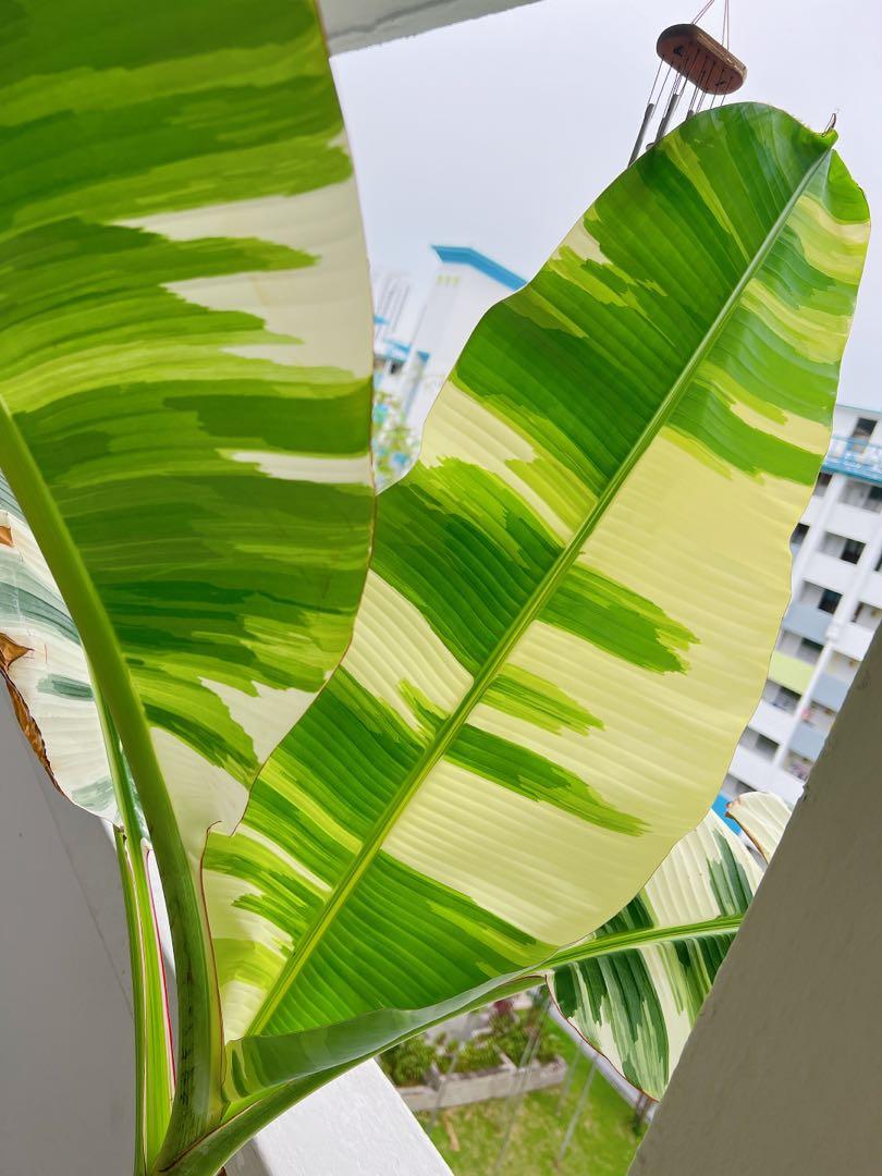 Florida Variegated banana (Musa Ae Ae, Furniture & Home Living ...