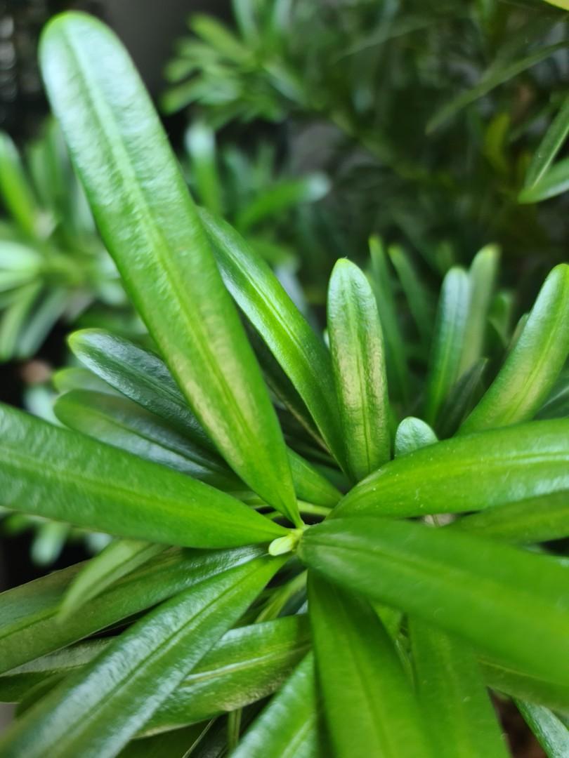 Luo Han Song/Podocarpus Macrophyllus/Fern Pine/Kusamaki, Furniture ...