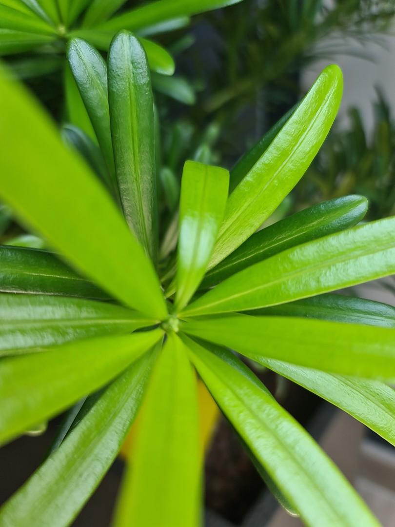 Luo Han Song/Podocarpus Macrophyllus/Fern Pine/Kusamaki, Furniture ...
