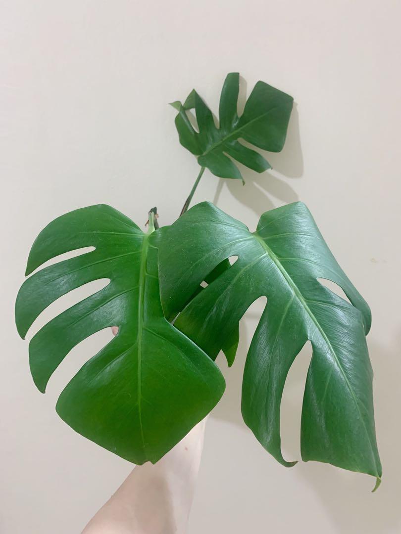 Monstera Brazilian Form Deliciosa / Brazil, Furniture & Home Living ...