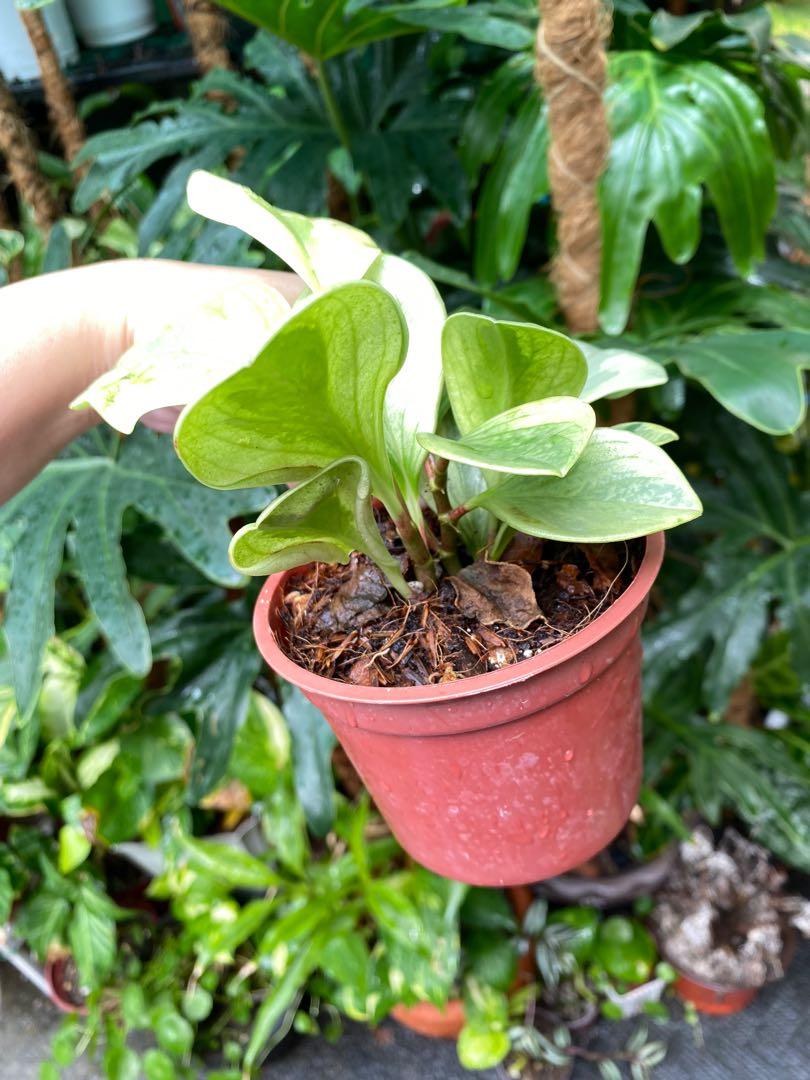Peperomia obtusifolia or Baby Rubber Tree Variegated, Furniture & Home ...
