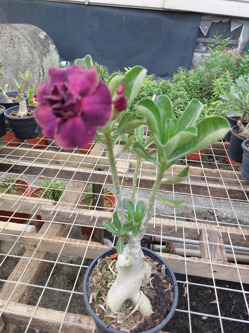 Purple Adenium, Furniture & Home Living, Gardening, Plants & Seeds on ...