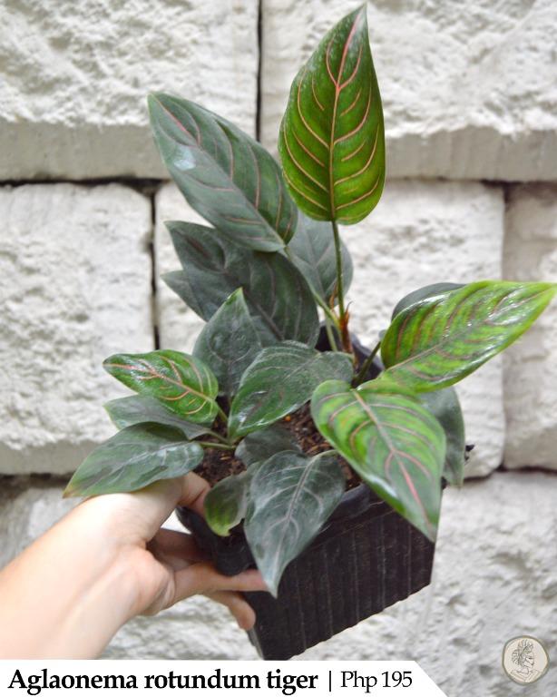 Aglaonema rotundum tiger, Furniture & Home Living, Gardening, Plants ...