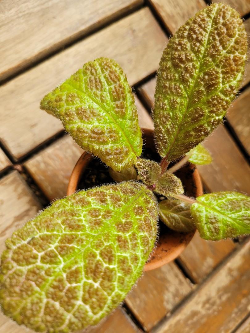 Amazon Lady Episcia, Furniture & Home Living, Gardening, Plants & Seeds ...