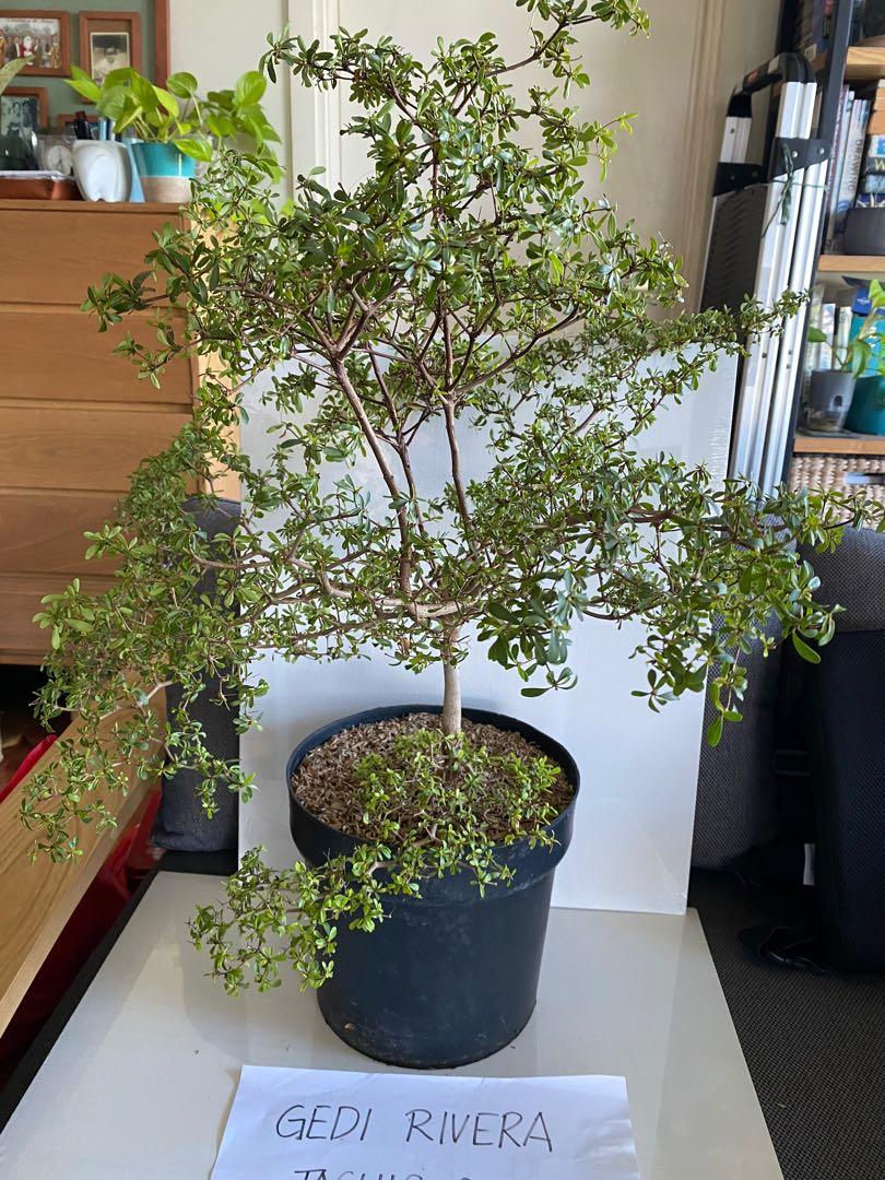 Bushida, Furniture & Home Living, Gardening, Plants & Seeds on Carousell