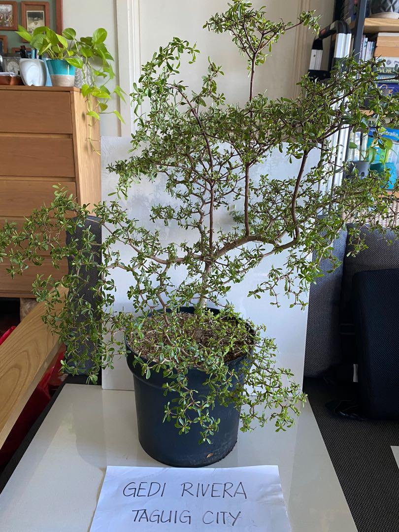 Bushida, Furniture & Home Living, Gardening, Plants & Seeds on Carousell