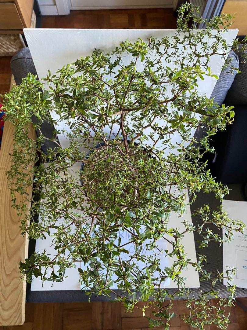 Bushida, Furniture & Home Living, Gardening, Plants & Seeds on Carousell