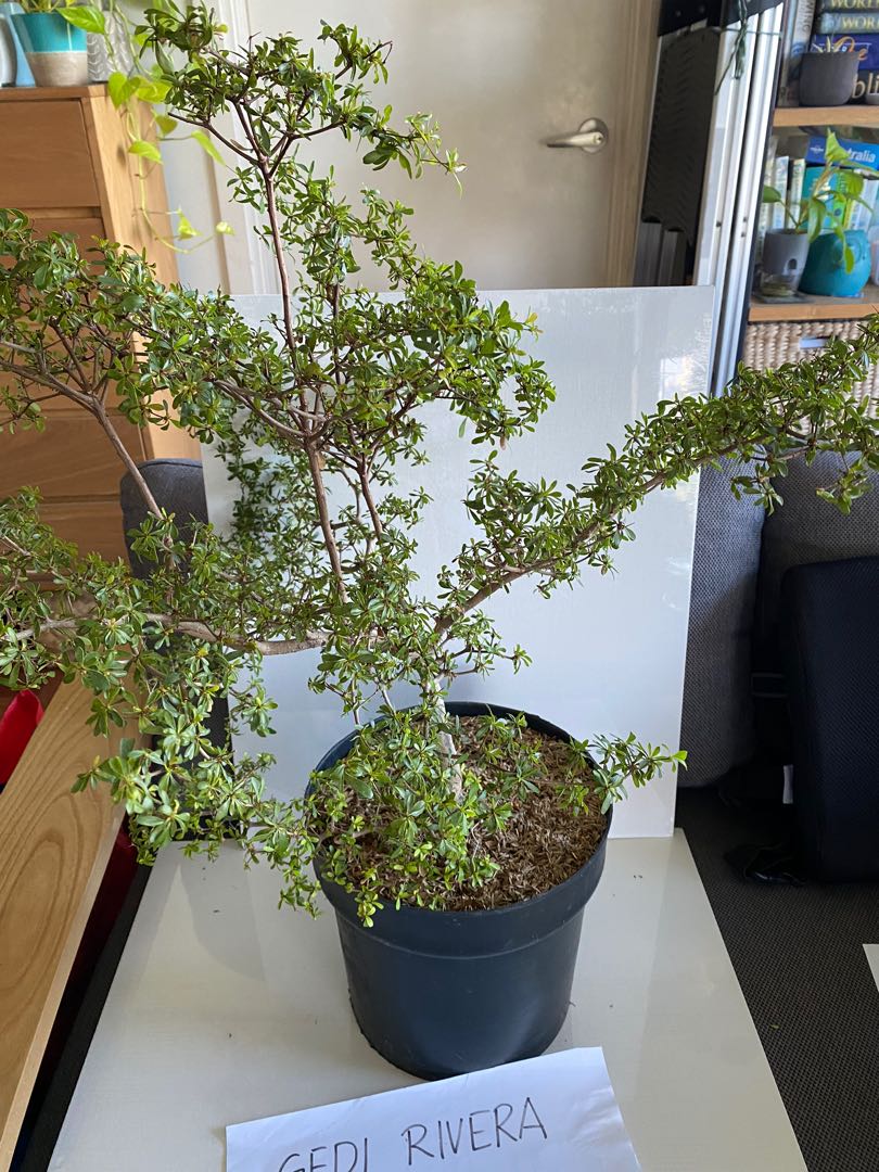 Bushida, Furniture & Home Living, Gardening, Plants & Seeds on Carousell