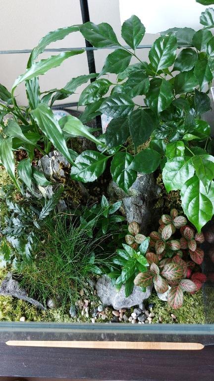 Dry Terrarium, Furniture & Home Living, Gardening, Plants & Seeds on ...