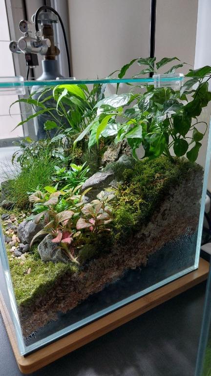 Dry Terrarium, Furniture & Home Living, Gardening, Plants & Seeds on ...