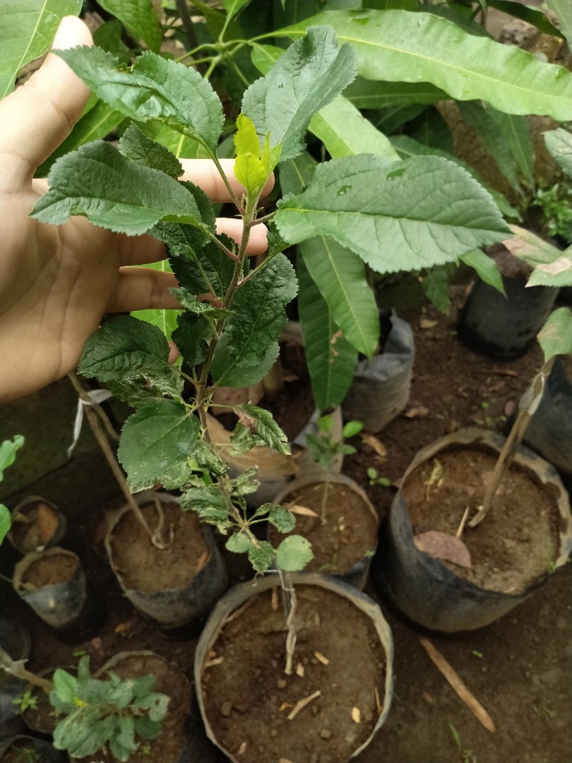 Fuji apple seedlings, Furniture & Home Living, Gardening, Plants ...