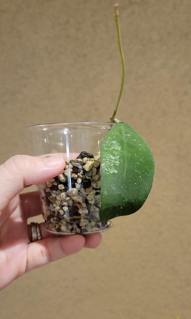 Hoya Ruthiae UT 168, Furniture & Home Living, Gardening, Plants & Seeds ...