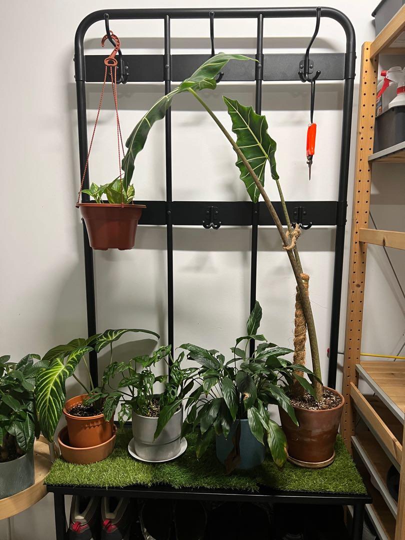 Ikea PINNIG Coat and Shoe Rack, Furniture & Home Living, Furniture ...