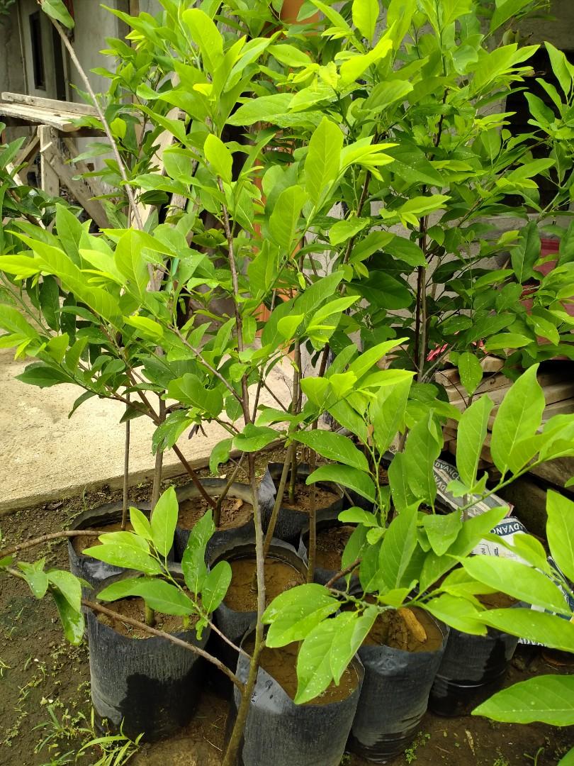 Seedless Atis(grafted), Furniture & Home Living, Gardening, Plants ...