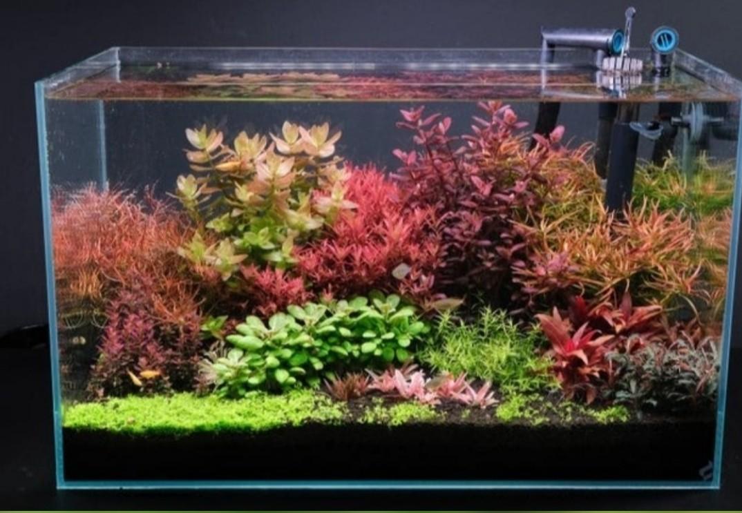 Week Aqua P Series P600 Pro P900 Pro P1200 Pro Aquarium Light Fish Tank ...