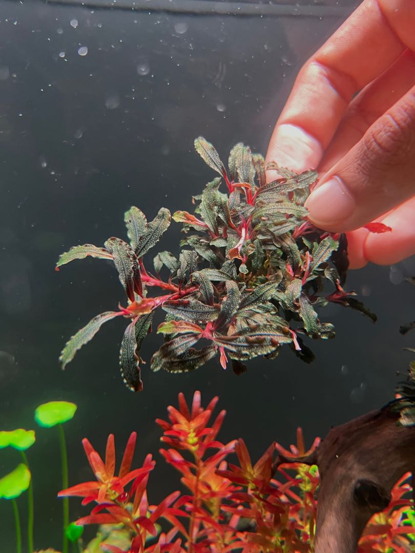 Bucephalandra sp. Red Mini, Furniture & Home Living, Gardening, Plants ...