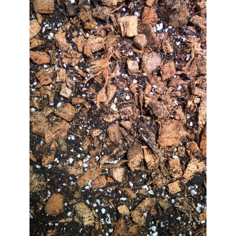 PREMIUM rubber plant potting mix/ soil/ medium. Ficus potting mix/ soil ...