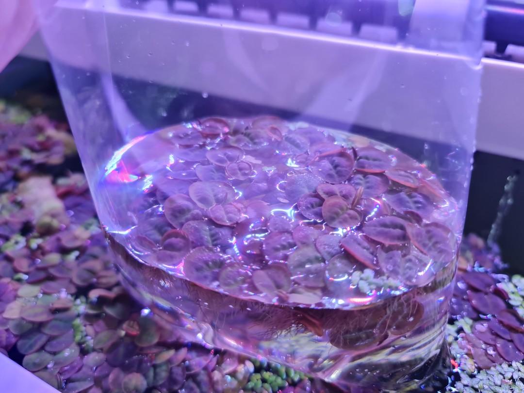 Red roots floating plant (Phyllanthus Fluitans), Furniture & Home ...