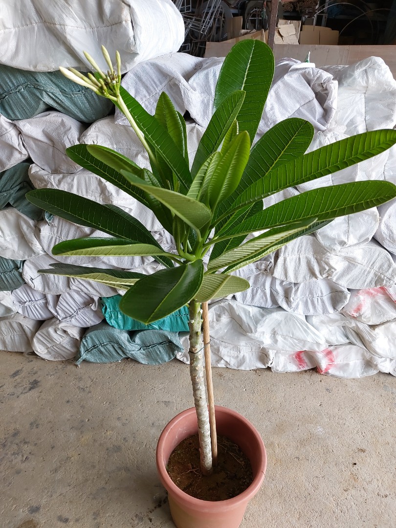 White Frangipani (1 Meter), Furniture & Home Living, Gardening, Plants ...