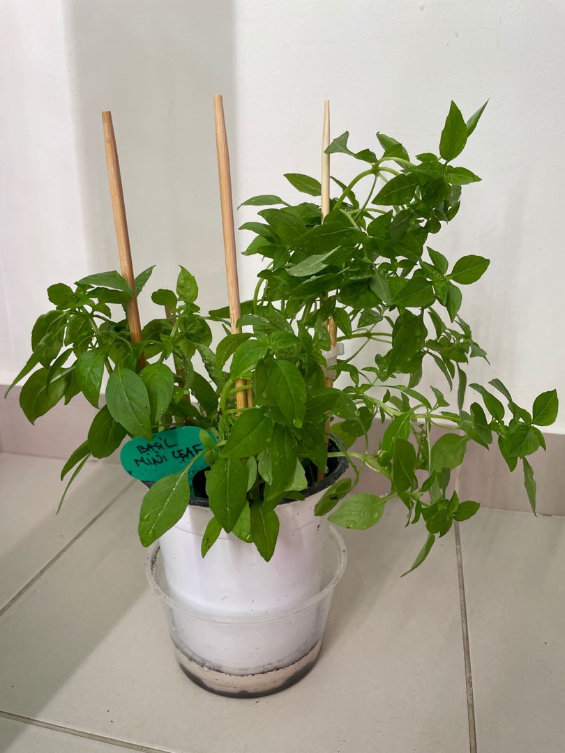Basil Mini Leaf ( RARE), Furniture & Home Living, Gardening, Plants ...
