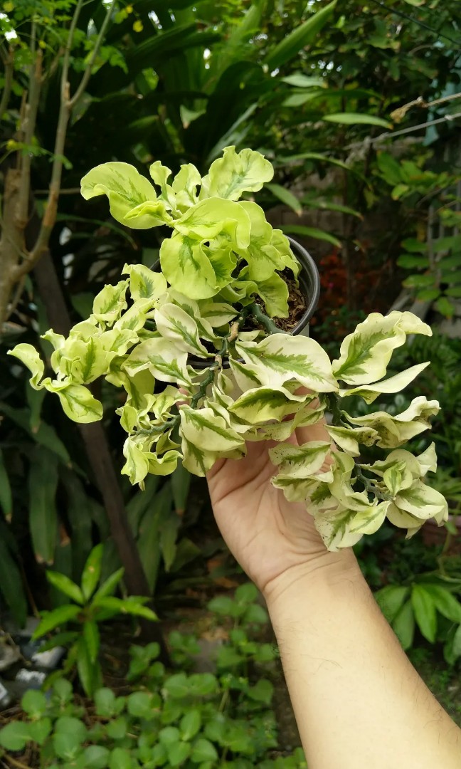Devil's Backbone Curly Leaves/Curly Pink, Furniture & Home Living ...