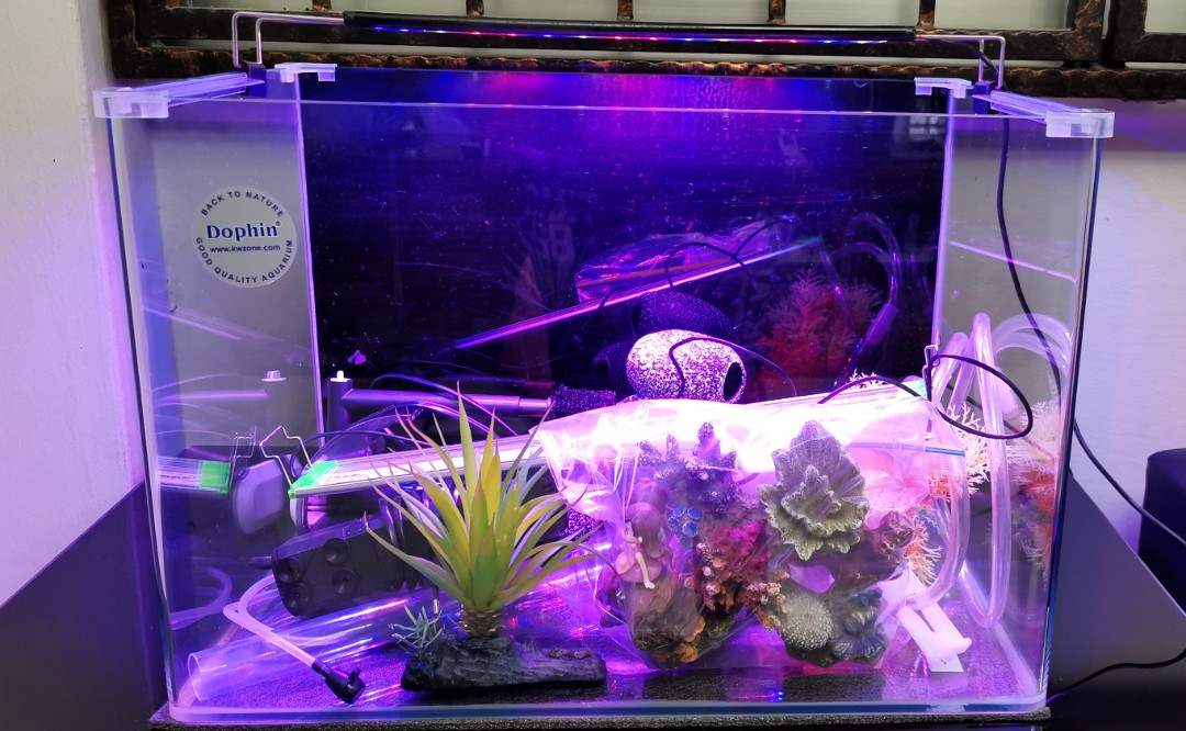 Glass Fish Tank (Curved) -50cm Compact, Pet Supplies, Homes & Other Pet ...