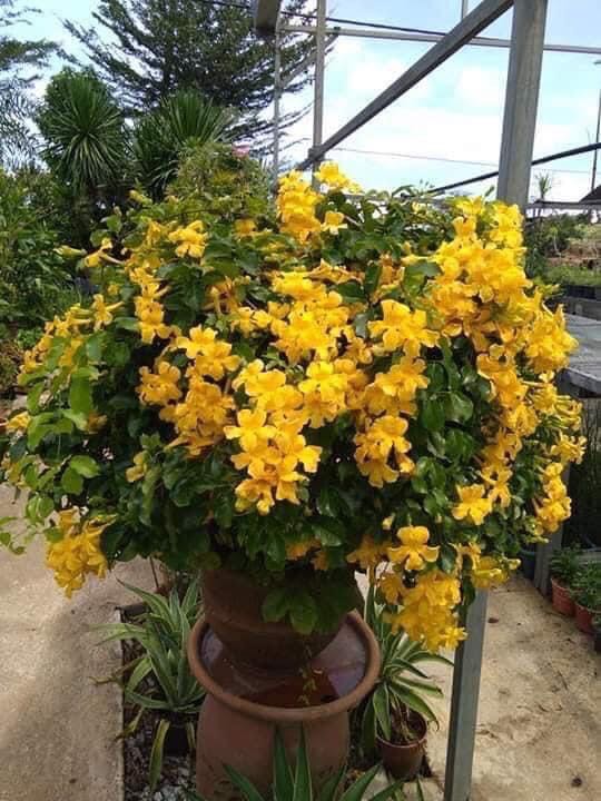 Pokok bunga menjalar cats claw, Furniture & Home Living, Gardening ...