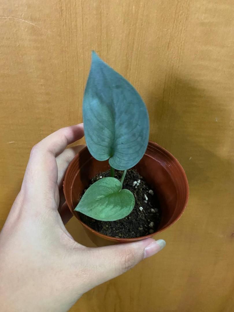 Scindapsus silver hero scindapsus platinum plant / small indoor plants ...