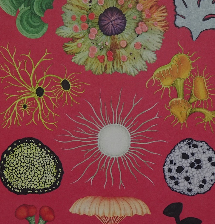 1 Fungarium Postcard: Fungarium on salmon background, Hobbies & Toys ...