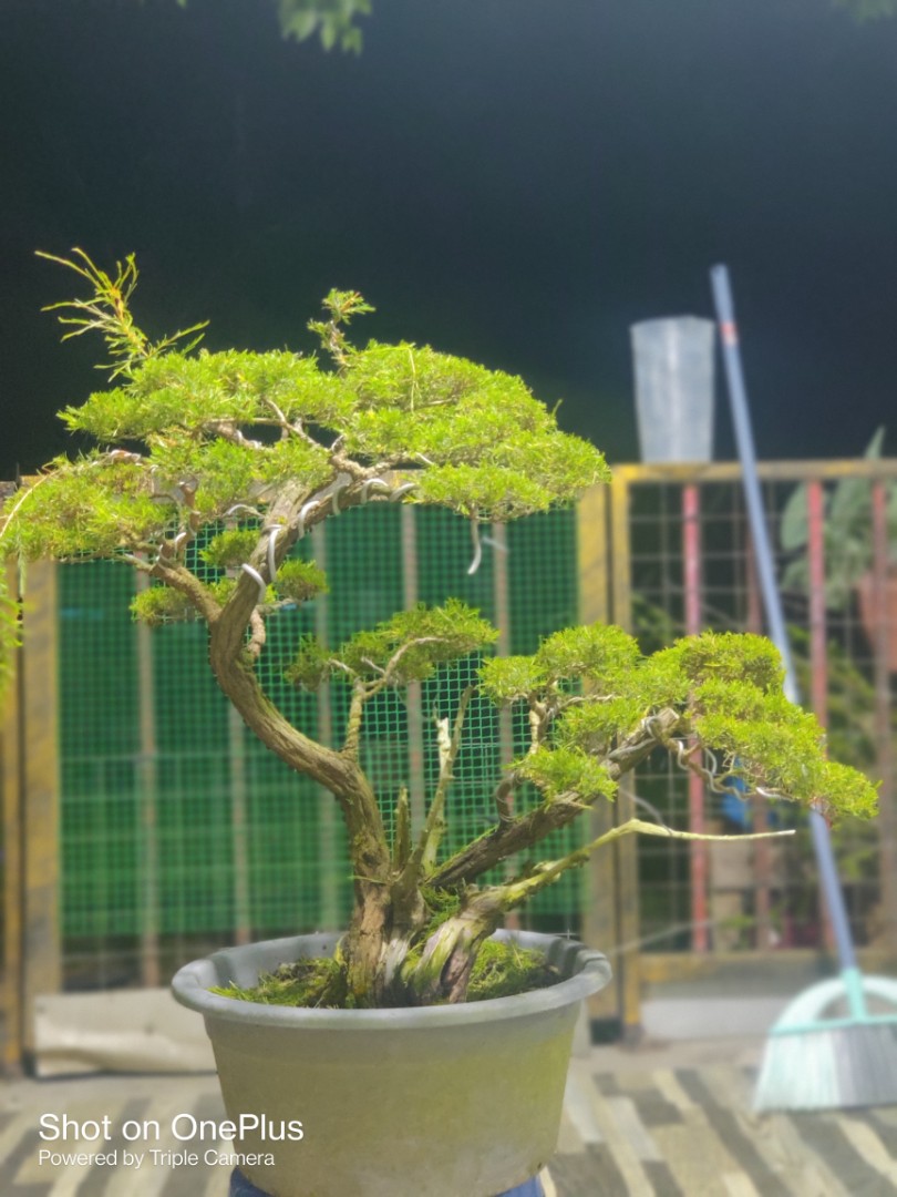 bonsai cucur atap, Hobbies & Toys, Stationery & Craft, Flowers ...