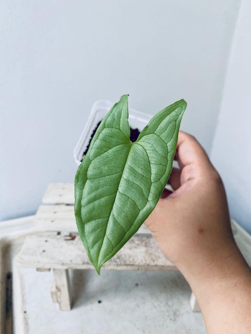 Hapaline Celatrix Sliver Jungle Plant, Furniture & Home Living ...
