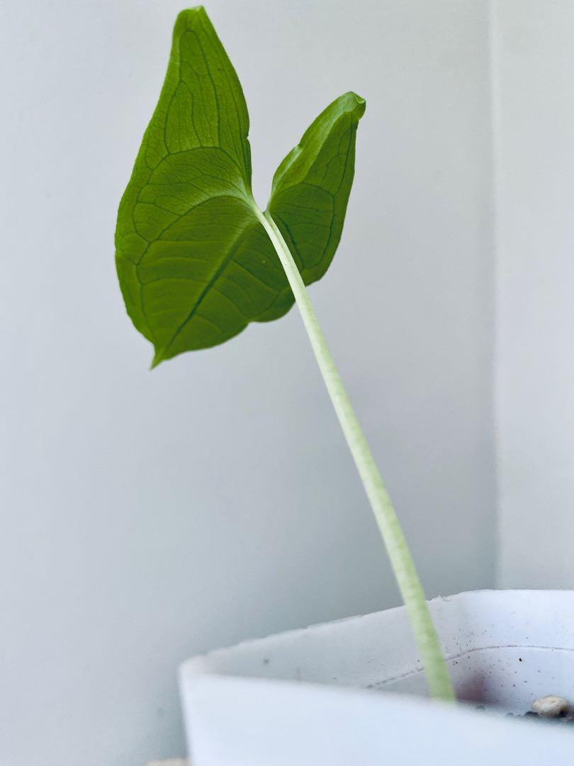Hapaline Celatrix Sliver Jungle Plant, Furniture & Home Living ...